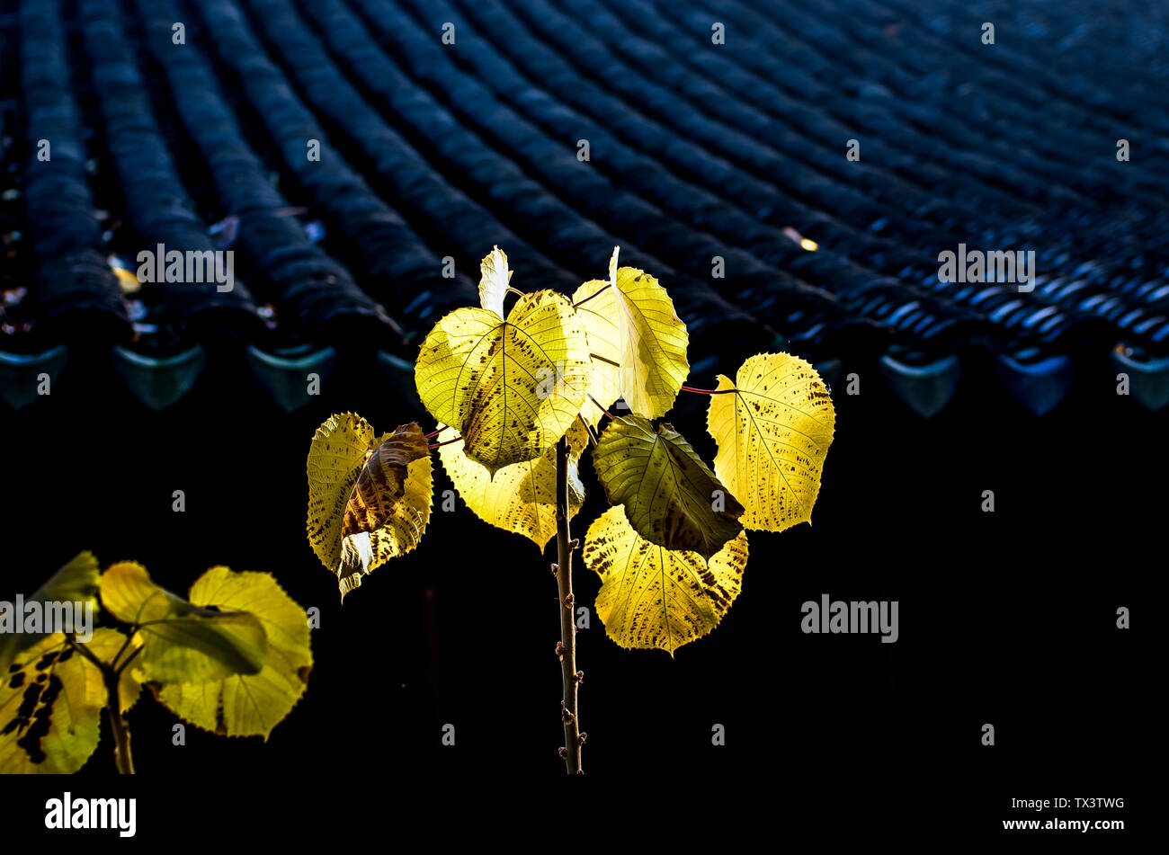 Autumn Color in Suzhou Garden Stock Photo - Alamy