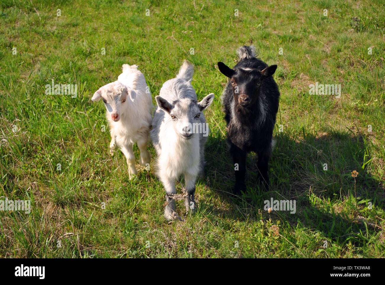 Cade lamb hi-res stock photography and images - Alamy