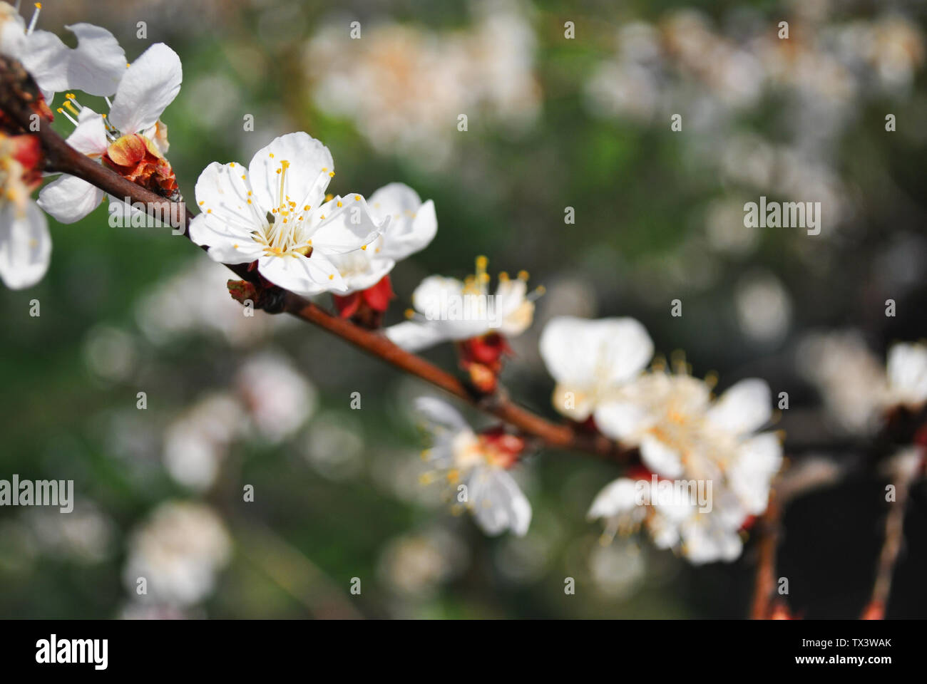 Apricot tree blossom bud close up detail on blurry background Stock ...