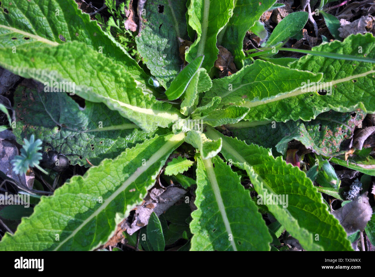 Green new spring leaves top view, natural organic background Stock ...