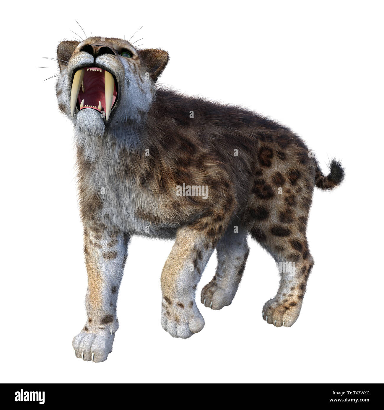 3D rendering of a sabertooth tiger on white Stock Photo - Alamy