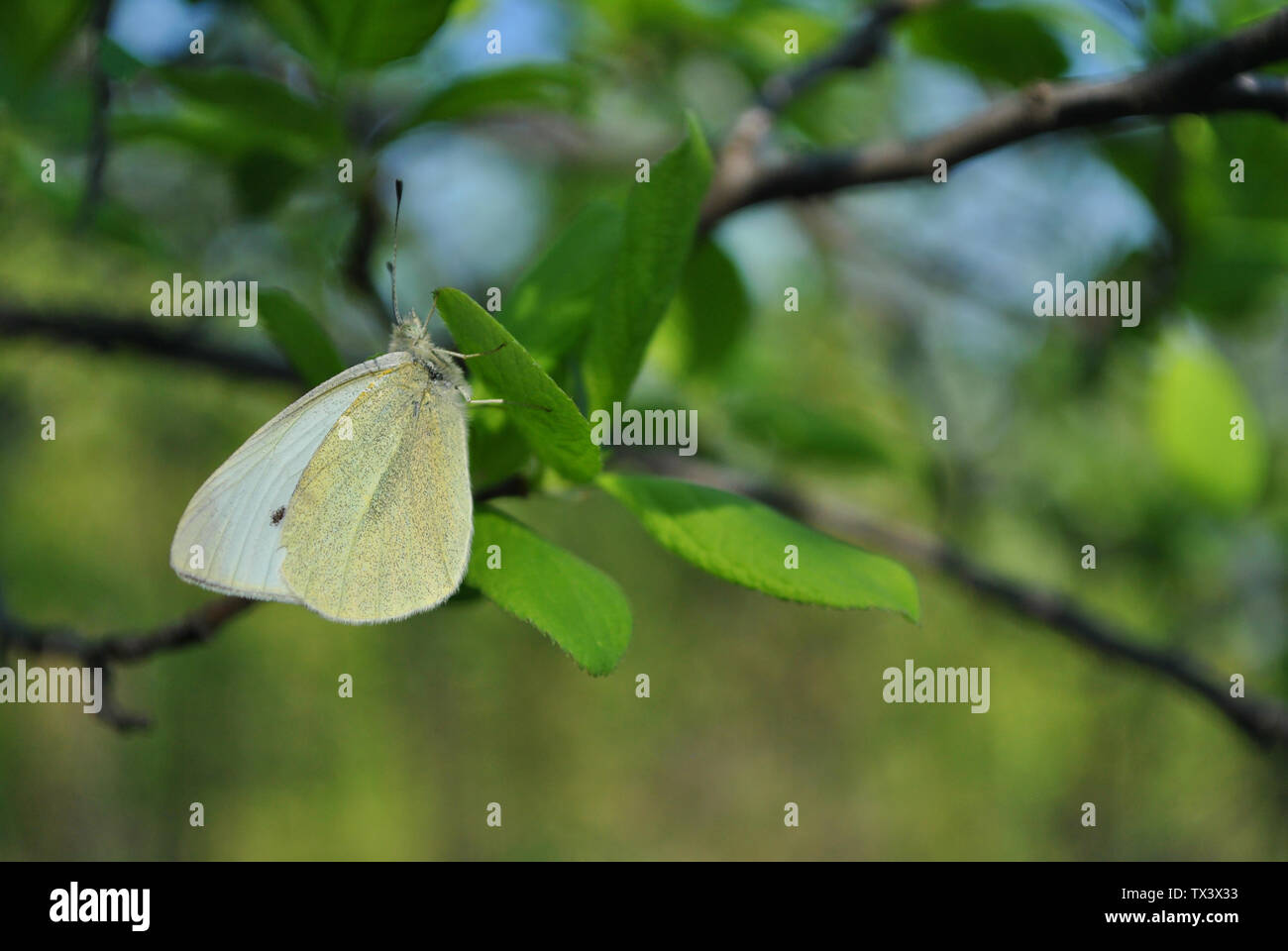Yellow cabbage moth hi-res stock photography and images - Alamy