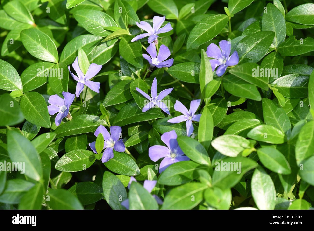 Kleines Immergrun Vinca Minor