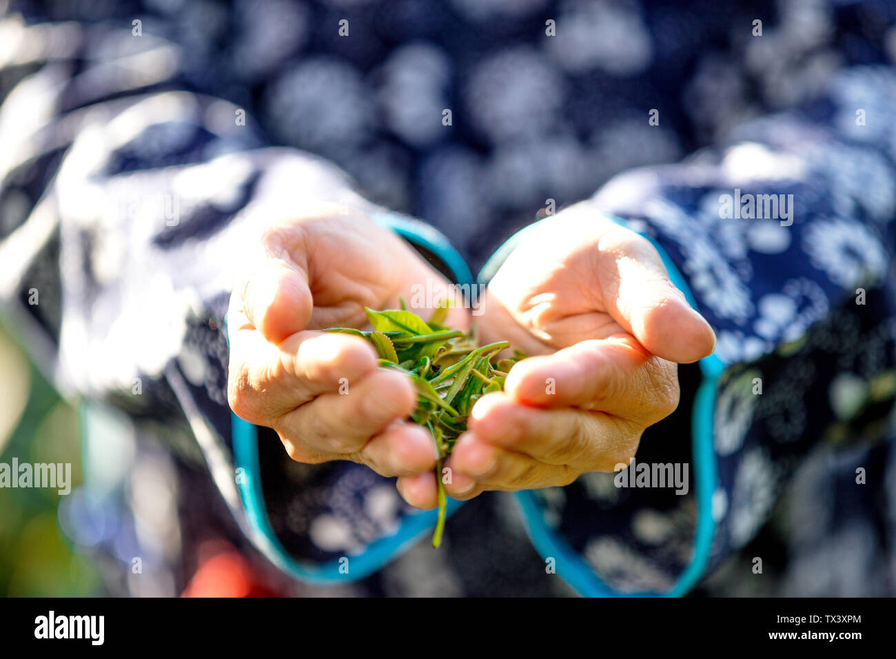 Hand tea leaf in tea Stock Photo - Alamy