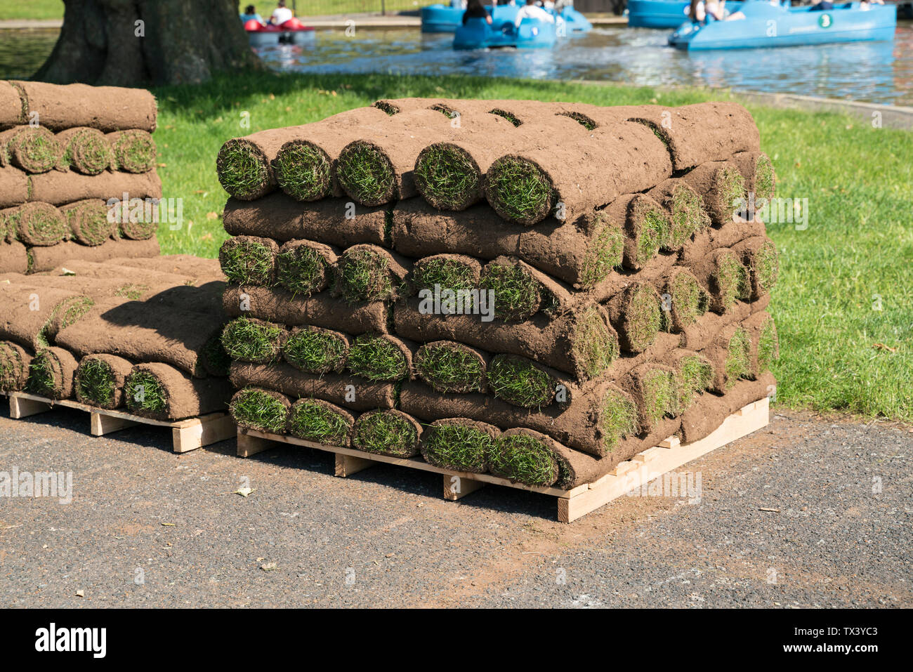 Turf horticulture hi-res stock photography and images - Alamy