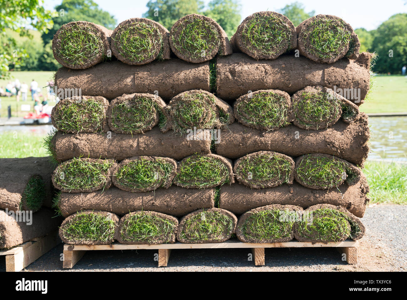 Turf horticulture hi-res stock photography and images - Alamy