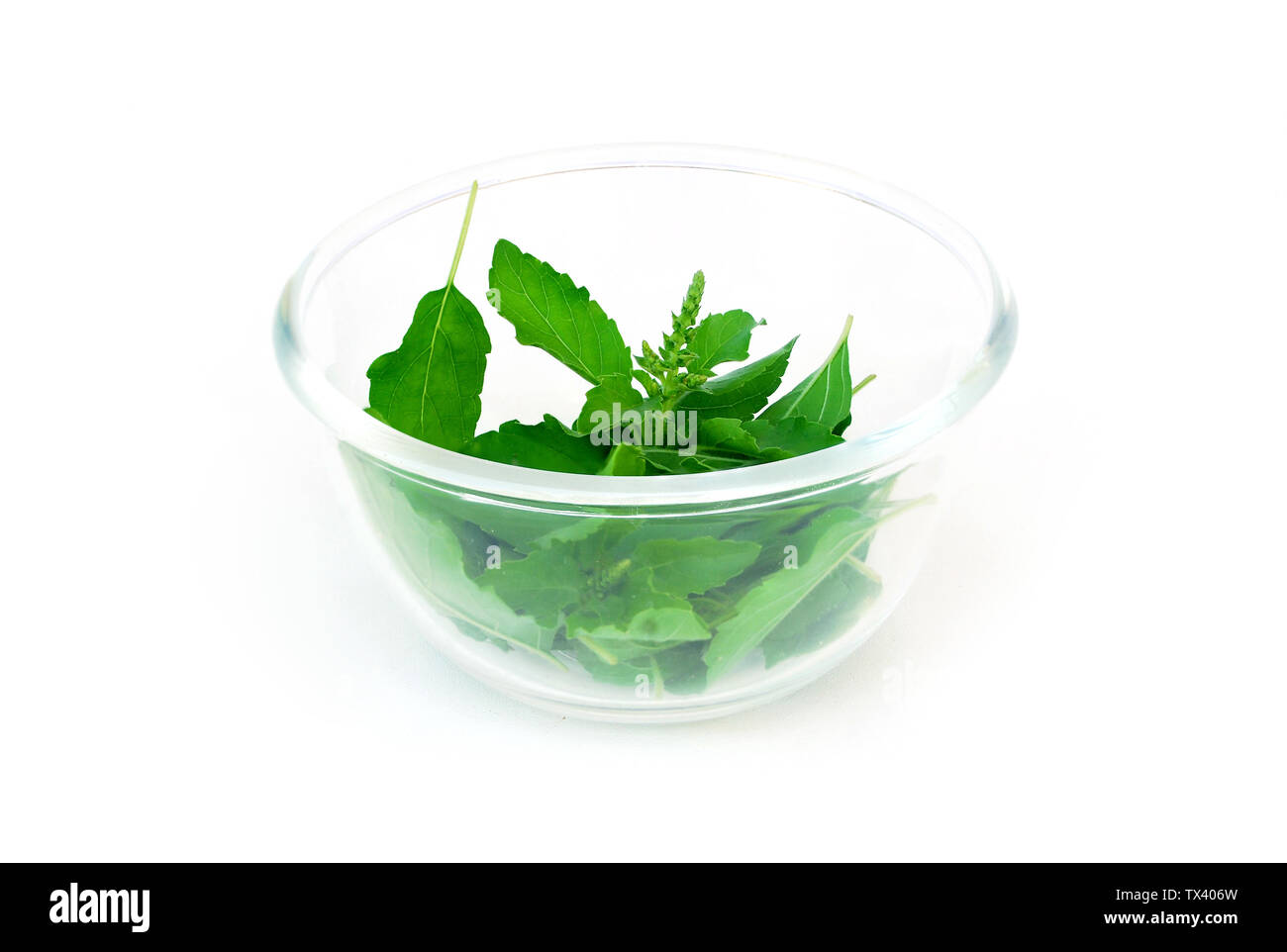 Thai basil thailand Cut Out Stock Images & Pictures - Alamy