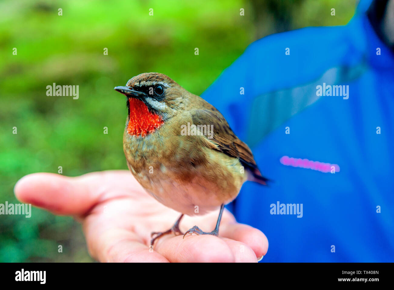 Red-throated Robin, red dot chin Stock Photo - Alamy