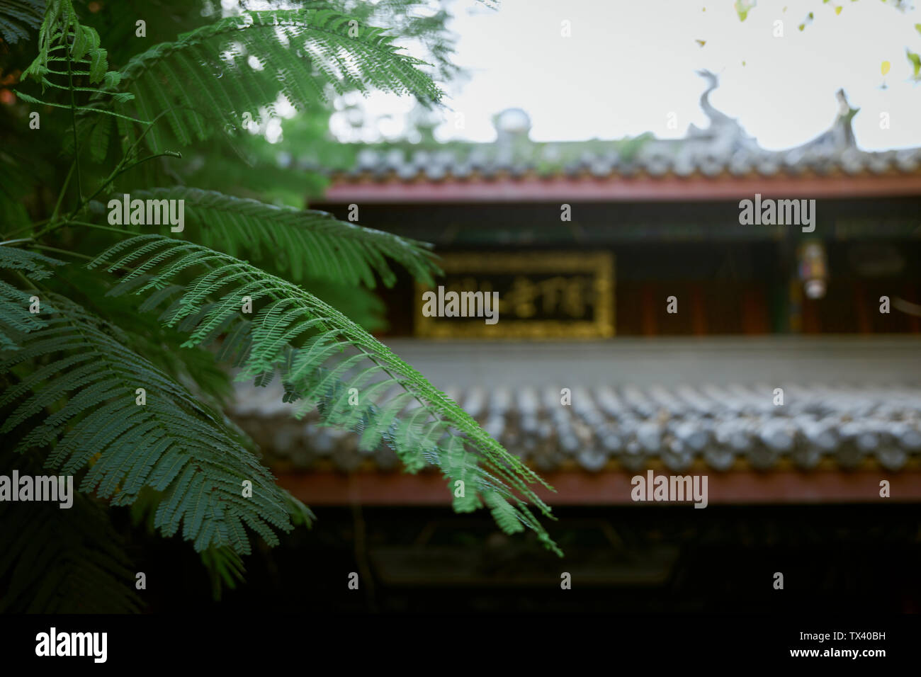 Chinese temples and ancient trees Stock Photo - Alamy