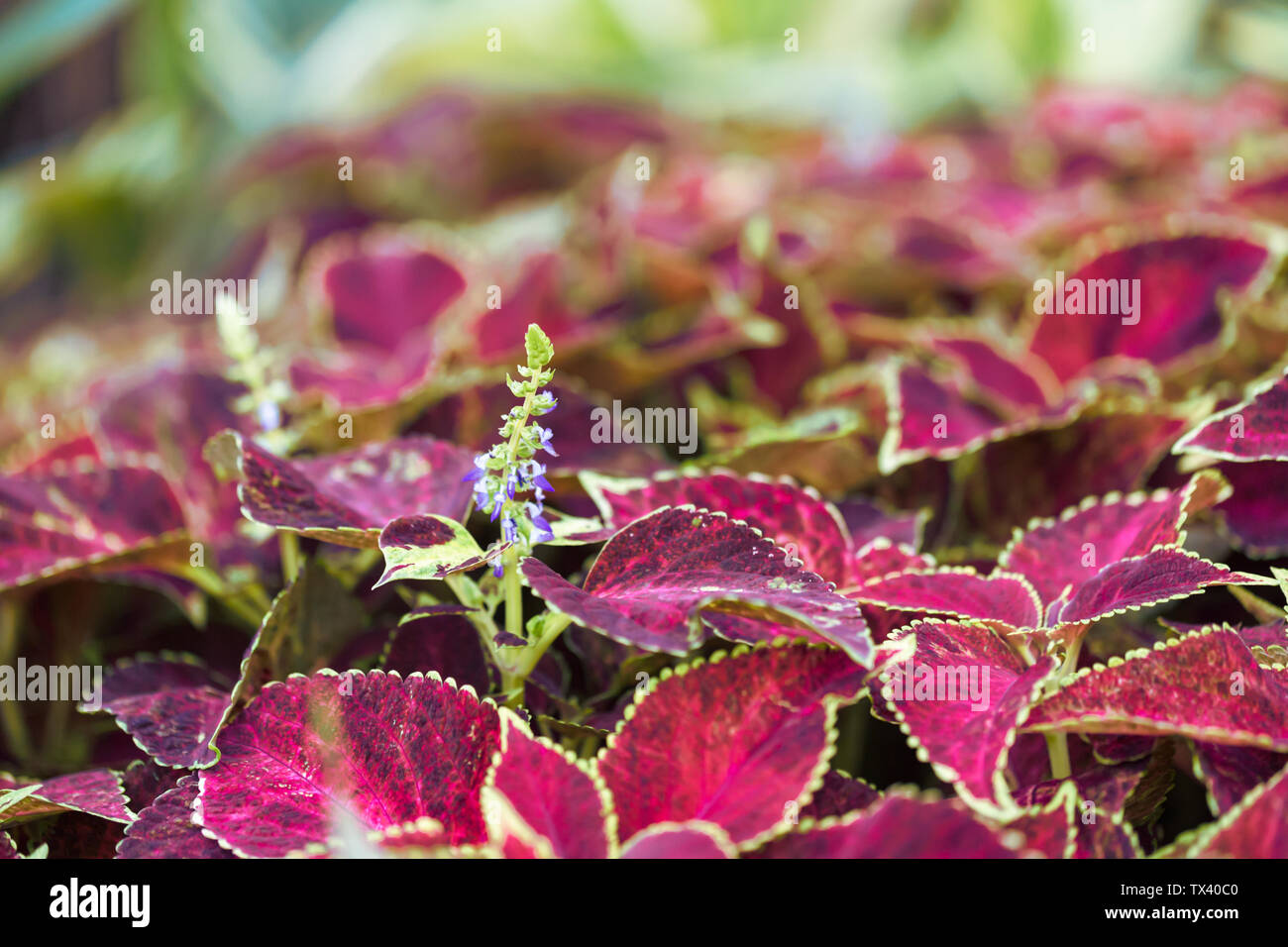 New plants in the spring Stock Photo - Alamy