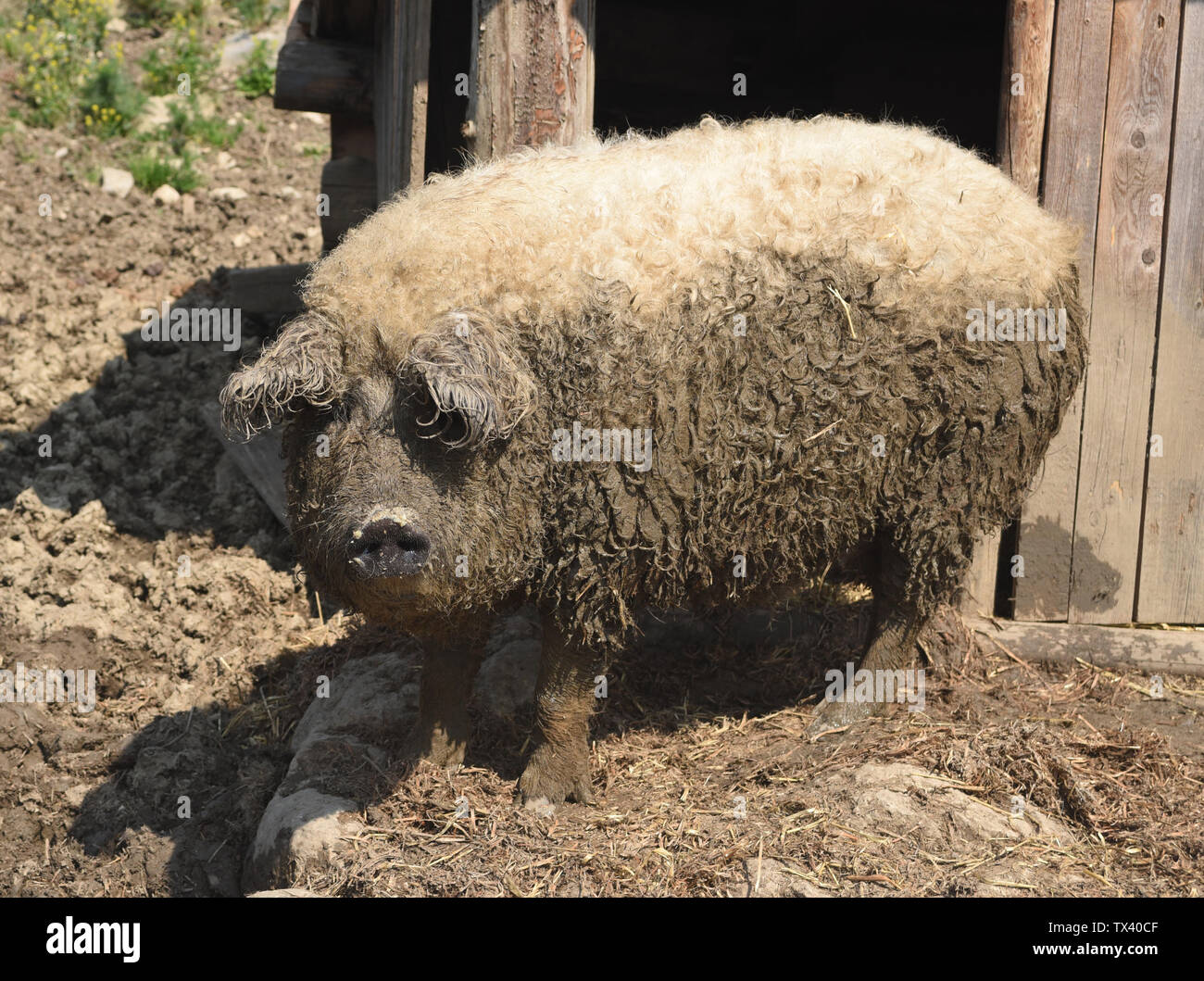 Wollschwein, Sus scrofa, Mangalica Stock Photo - Alamy