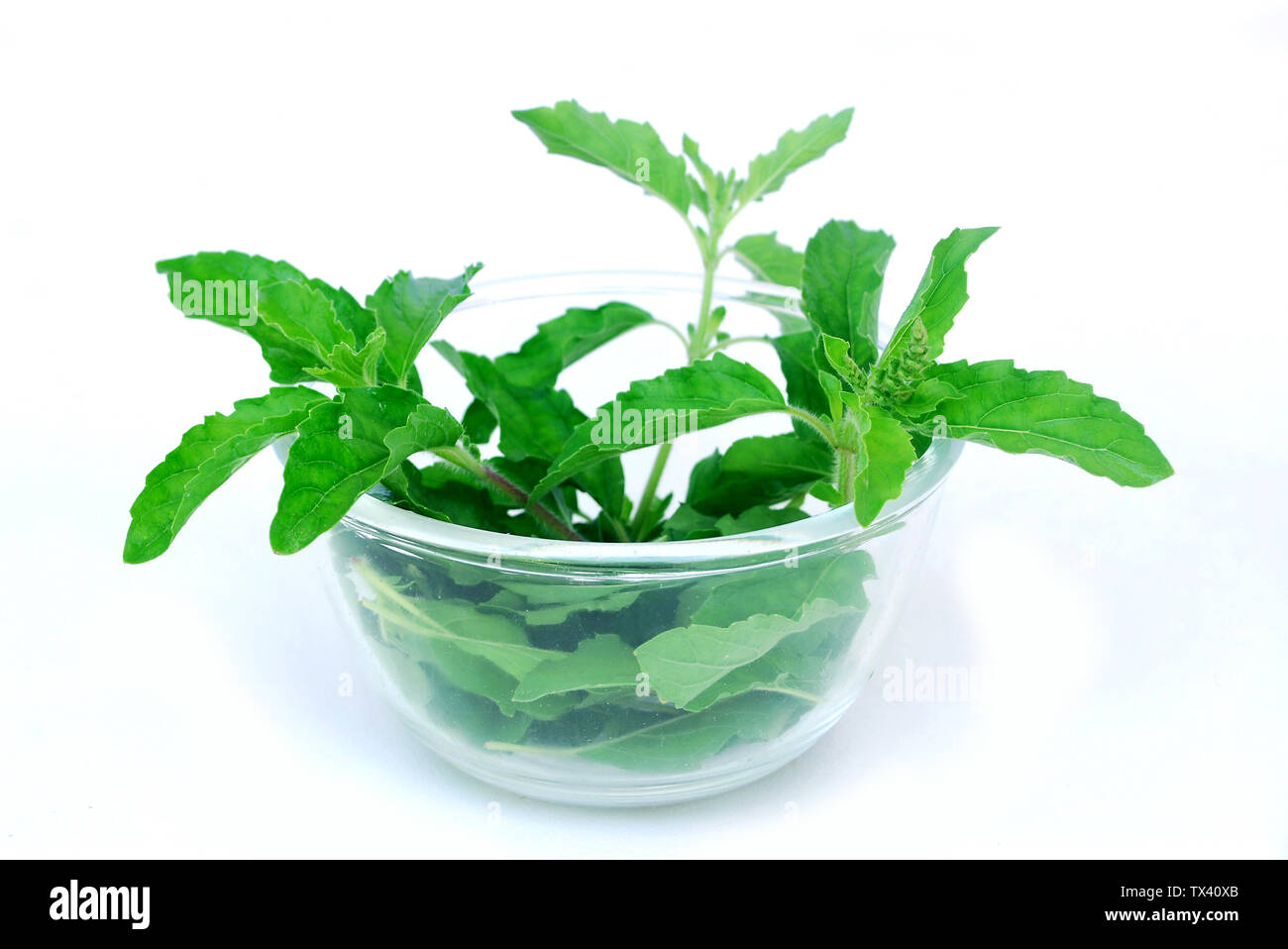 Thai basil leaf hi-res stock photography and images - Alamy