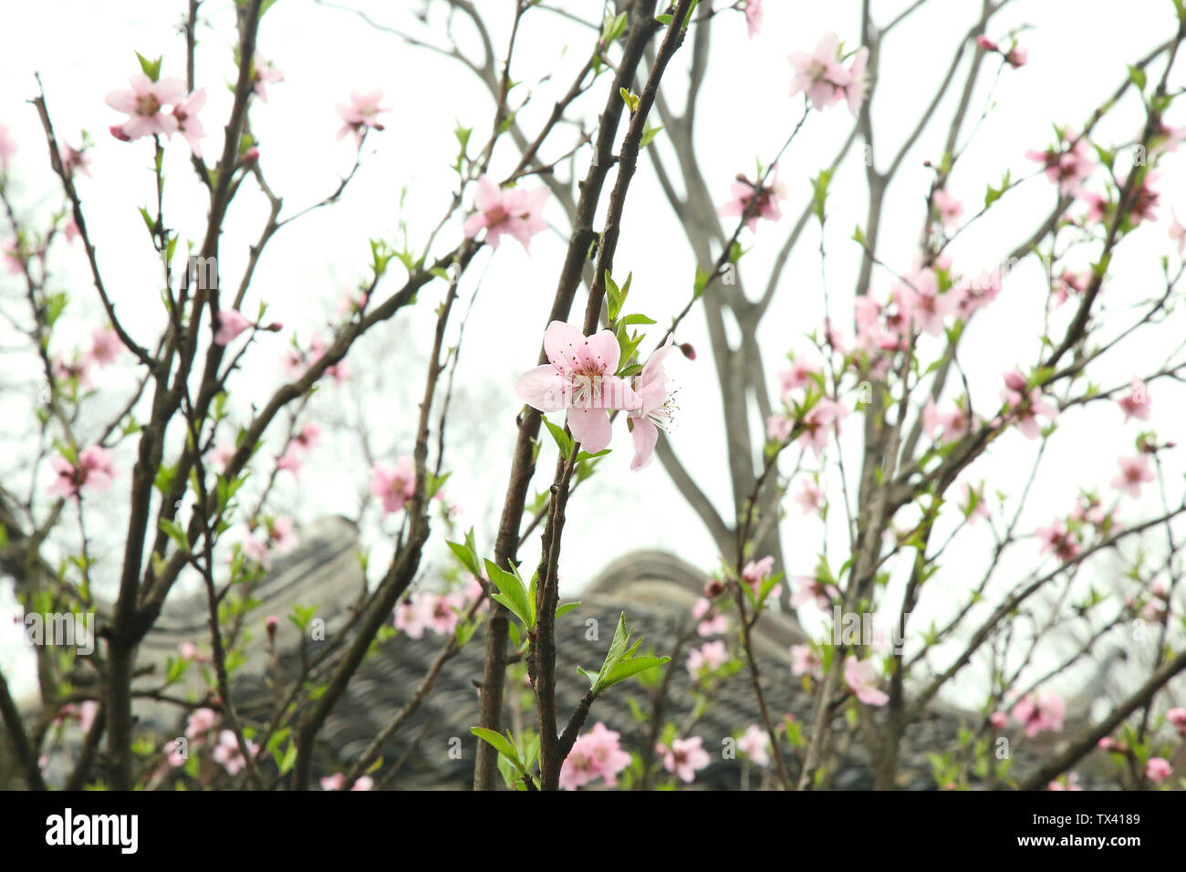 Spring in the gardens of Suzhou Stock Photo - Alamy