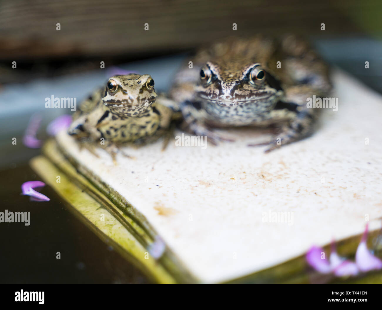 Frog parenting hi-res stock photography and images - Alamy