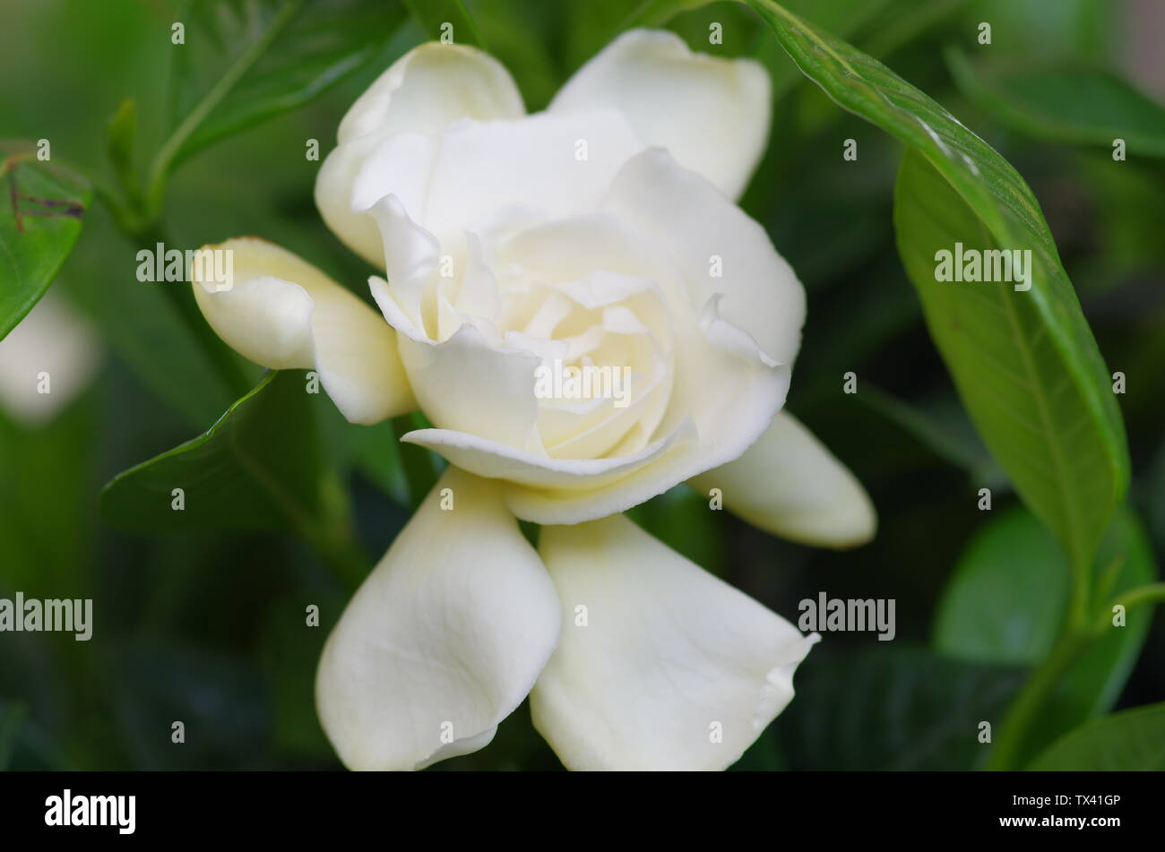 Gardenia buds hi-res stock photography and images - Alamy