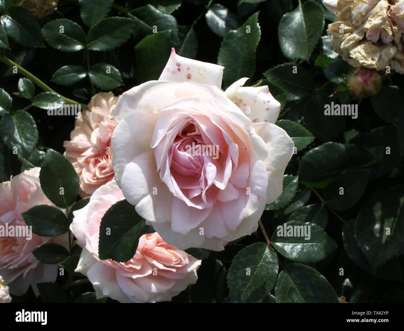 Beetrose hi-res stock photography and images - Alamy