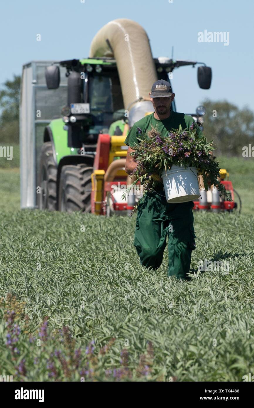 Freital, Germany. 24th June, 2019. A harvest worker carries a bucket of ...