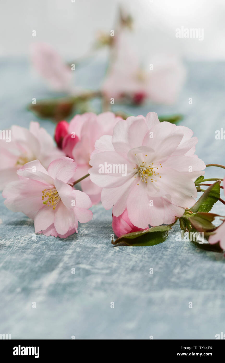 Pink branch of cherry blossoms Stock Photo - Alamy