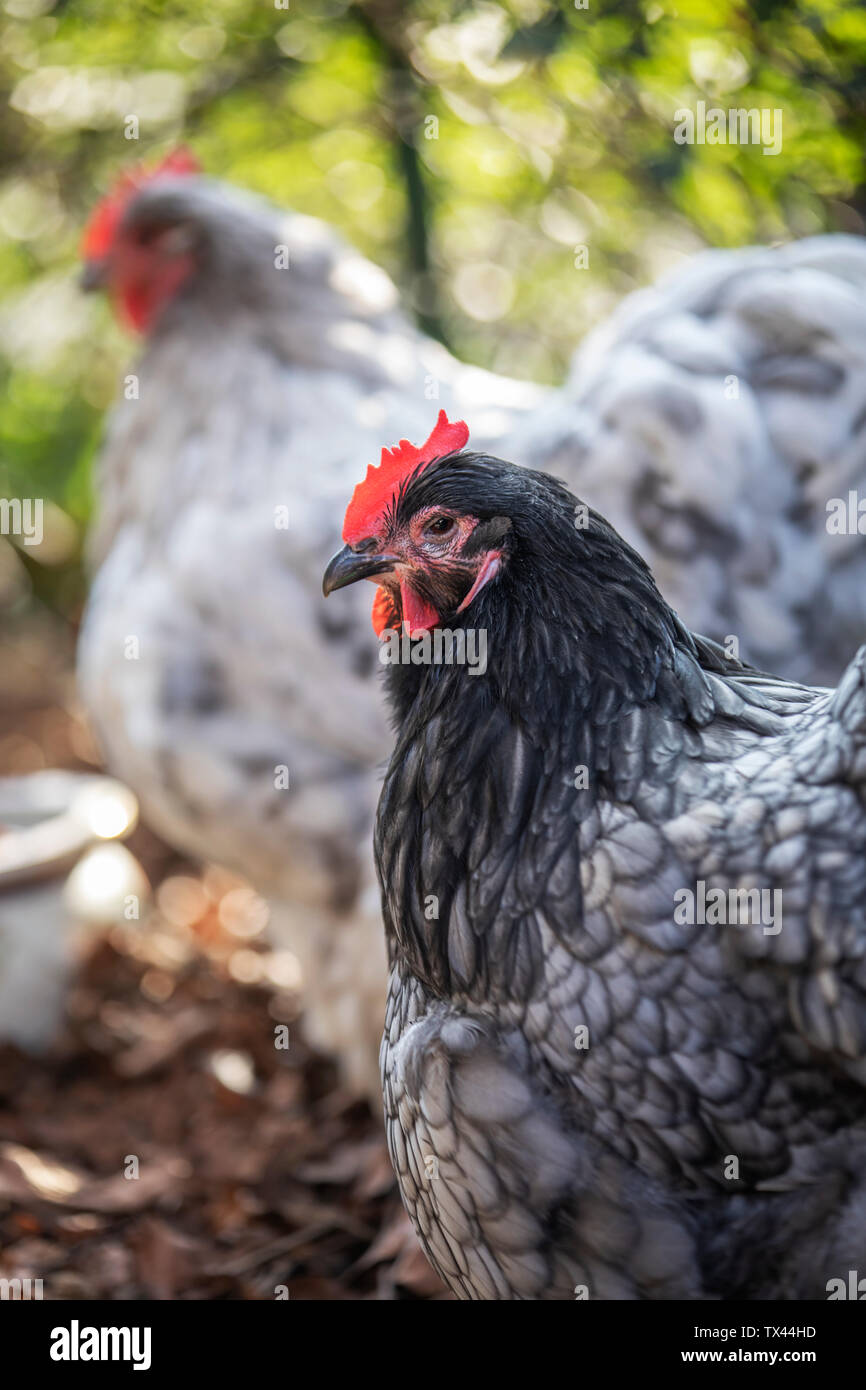 Orpington breed hi-res stock photography and images - Alamy