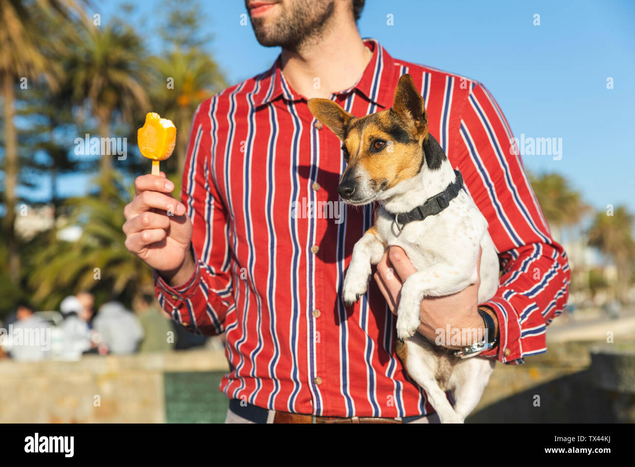 Young man with dog on his arm eating ice lolly, partial view Stock ...