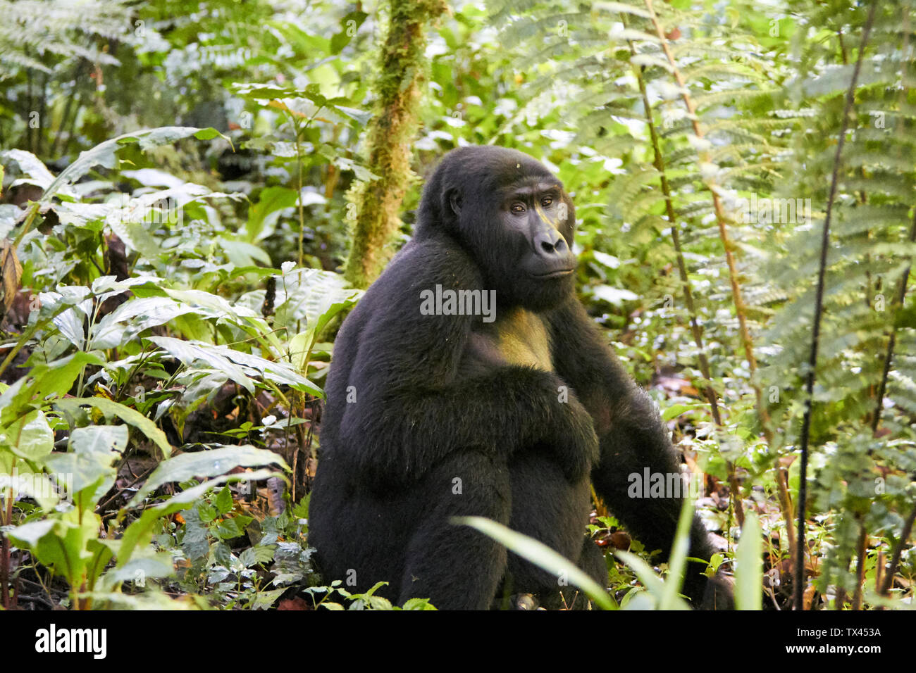Forest gorilla hi-res stock photography and images - Alamy