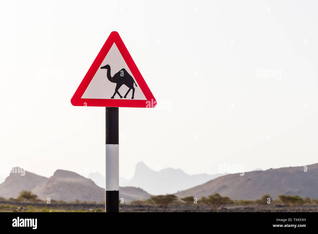 Camel crossing sign hi-res stock photography and images - Alamy