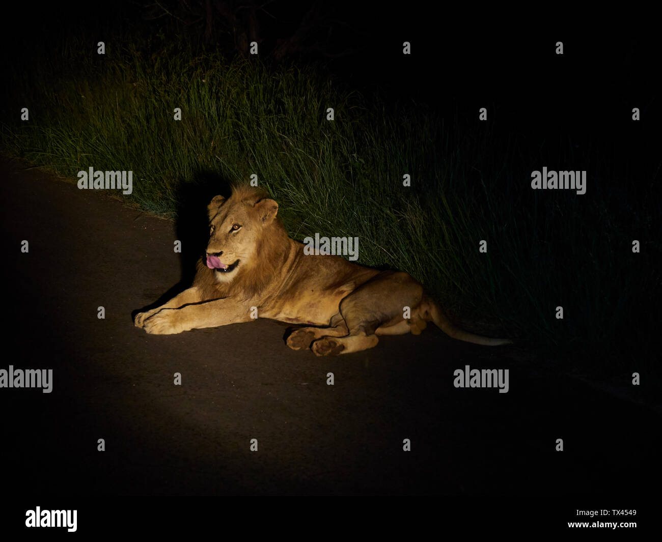 Lion road hi-res stock photography and images - Alamy
