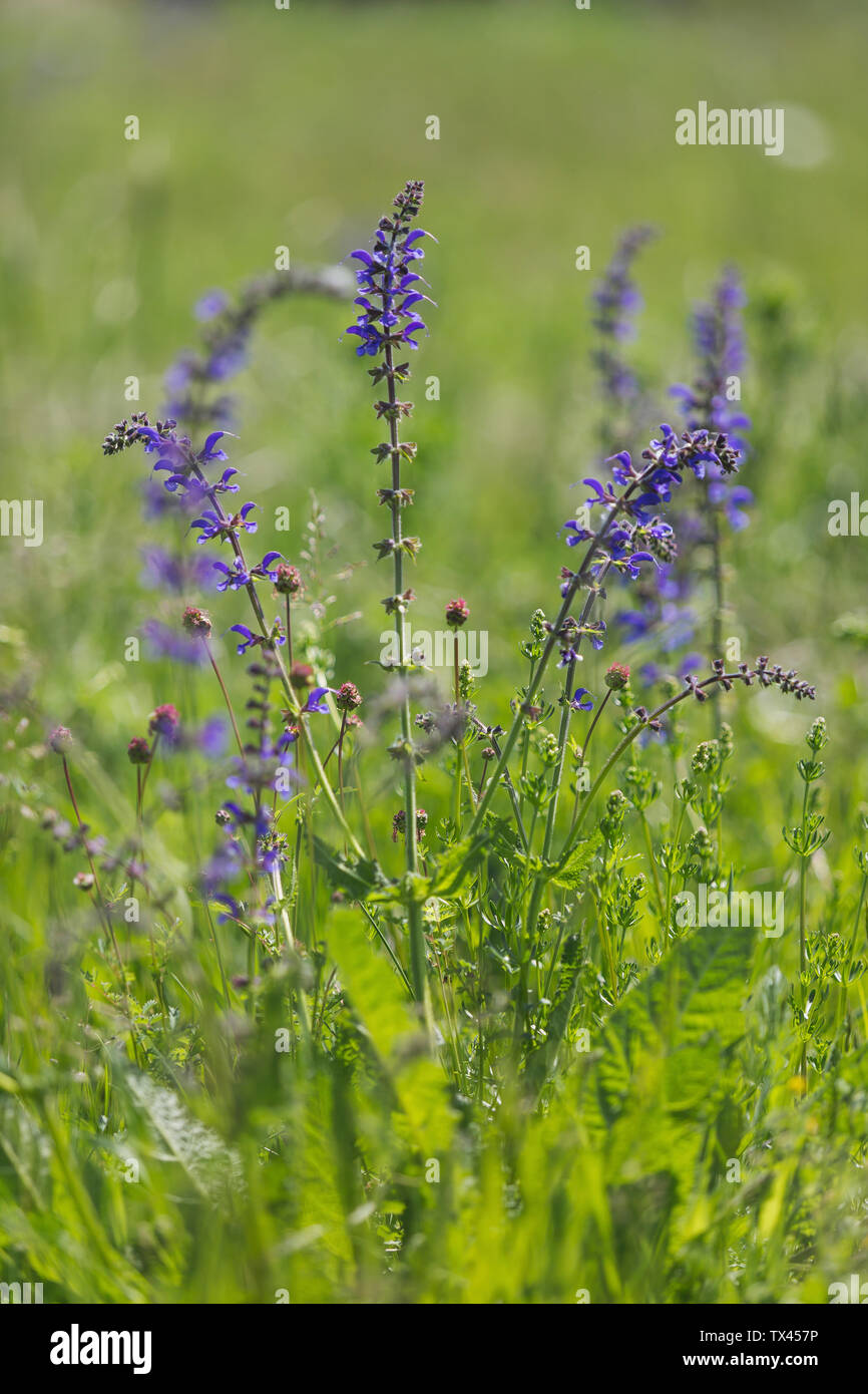 Sage grass hi-res stock photography and images - Alamy