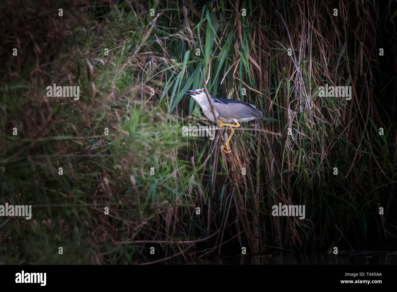 Birds Wild Animals Stock Photo - Alamy