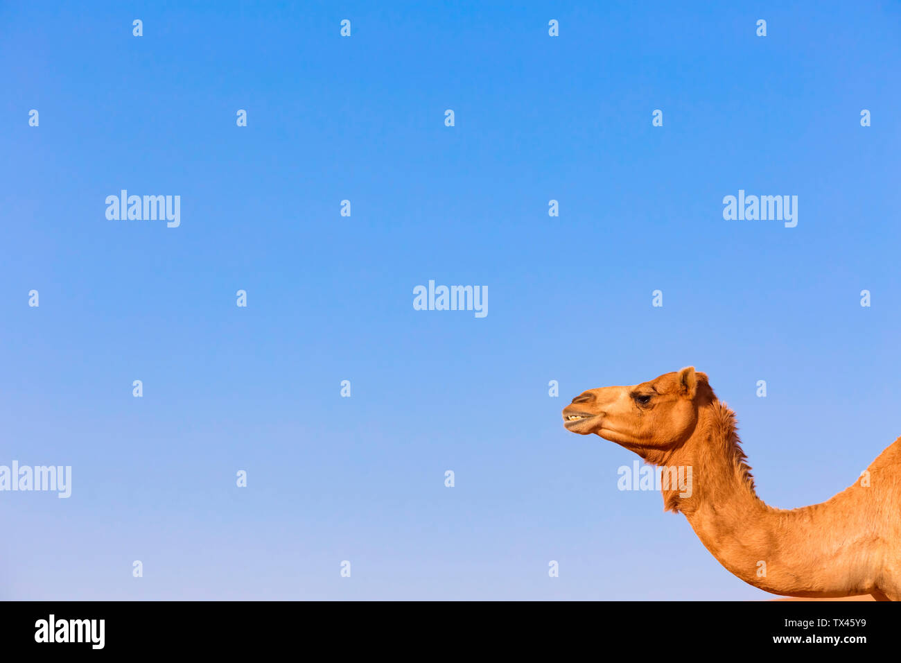 Head of a dromedary against blue sky, Oman Stock Photo - Alamy