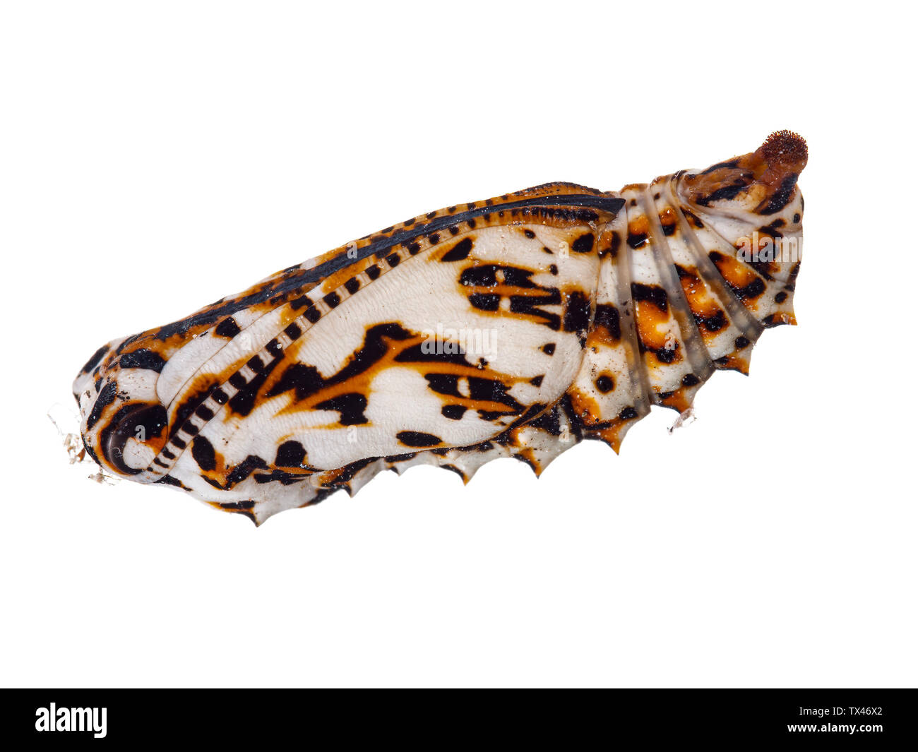 Hanging pupa Cut Out Stock Images & Pictures - Alamy