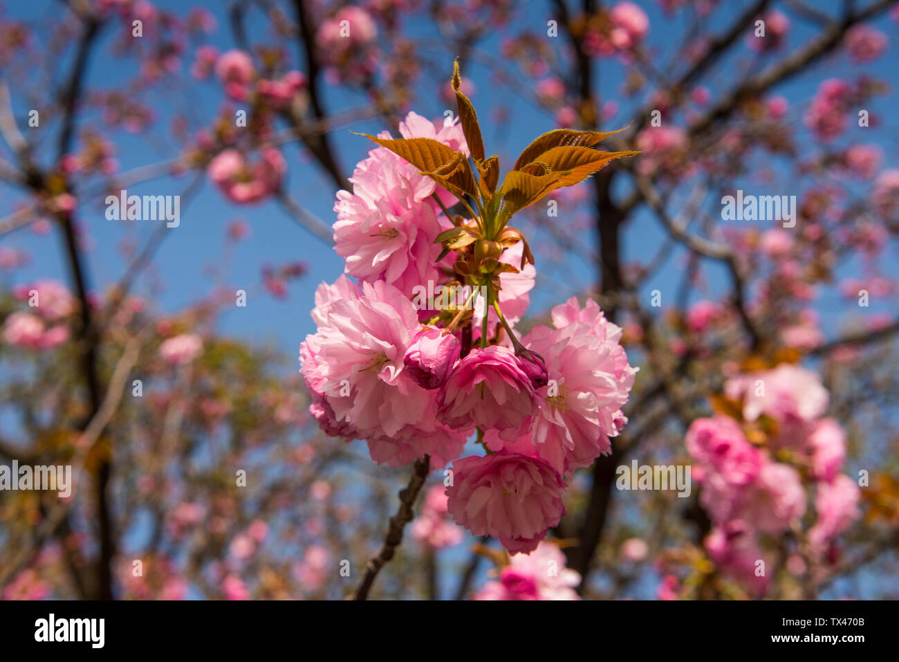 Japan, Tokyo, pink cherry blossoms Stock Photo - Alamy