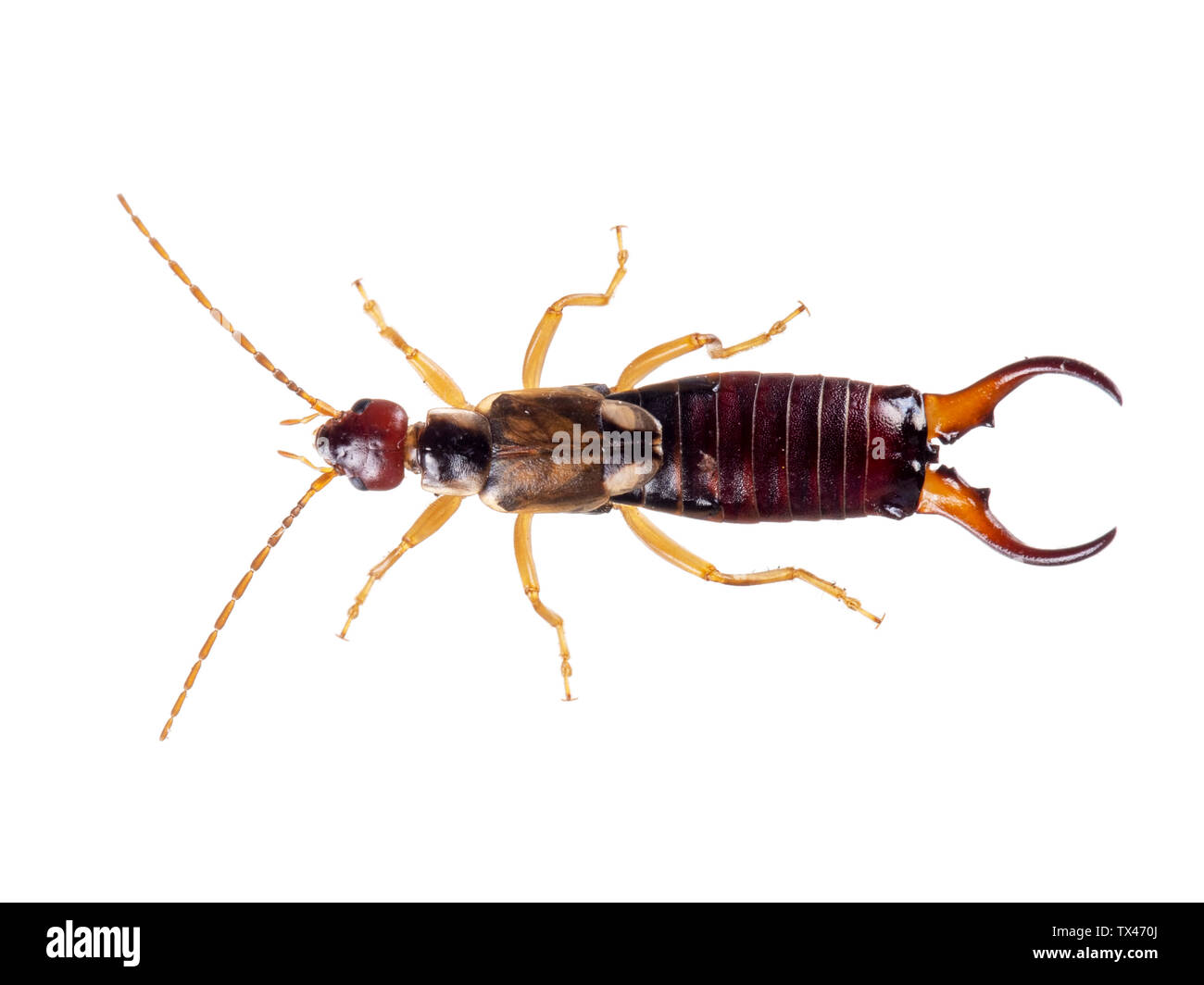 Common earwig european earwig forficula hi-res stock photography and ...