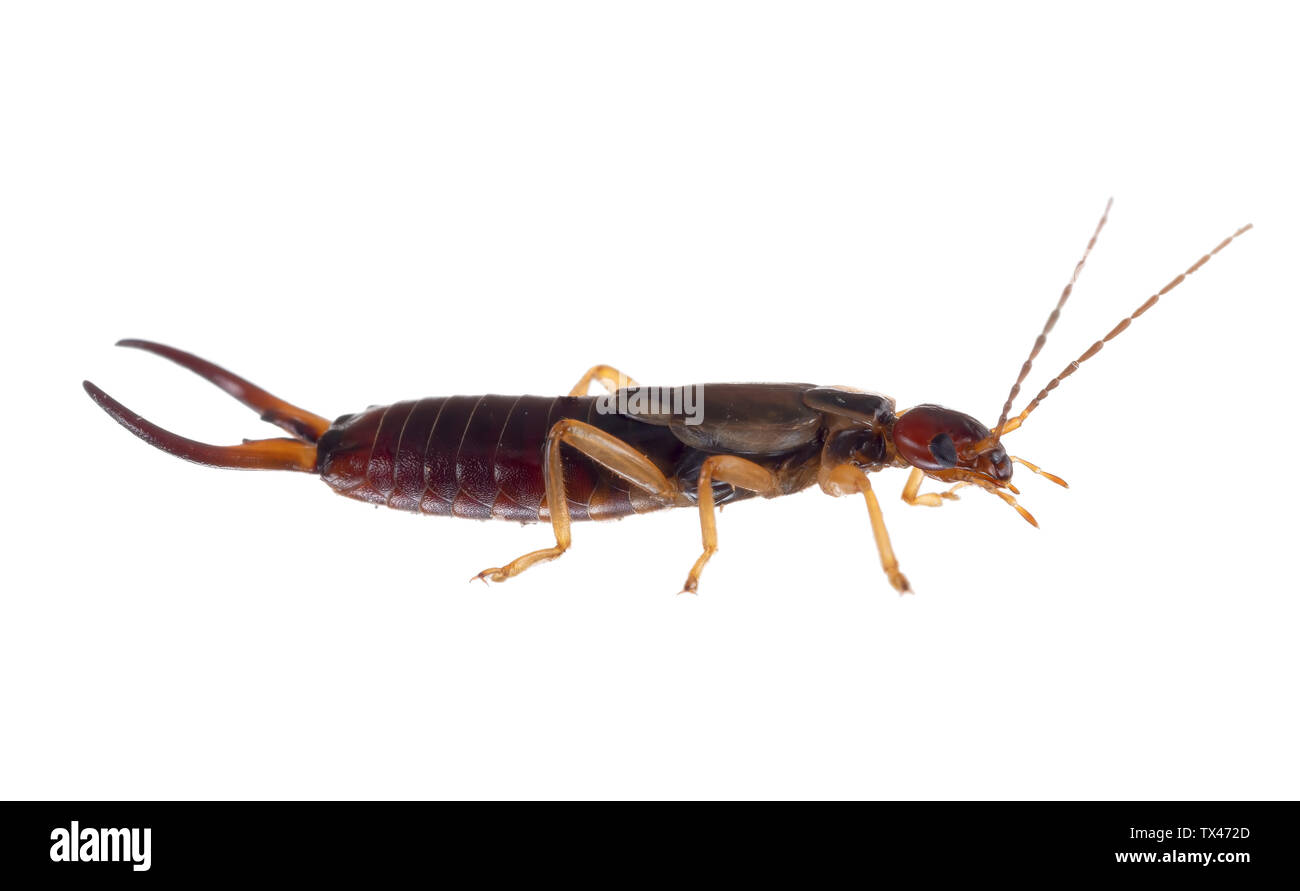 Common earwig european earwig forficula hi-res stock photography and ...