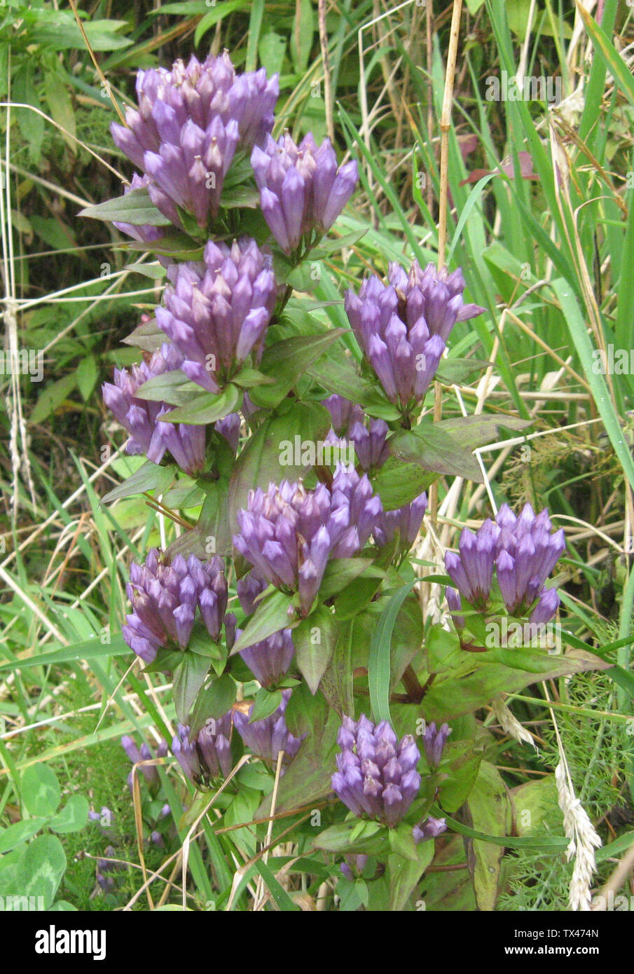 Gentianella quinquefolia at Clingmans Dome, Swain County, North ...