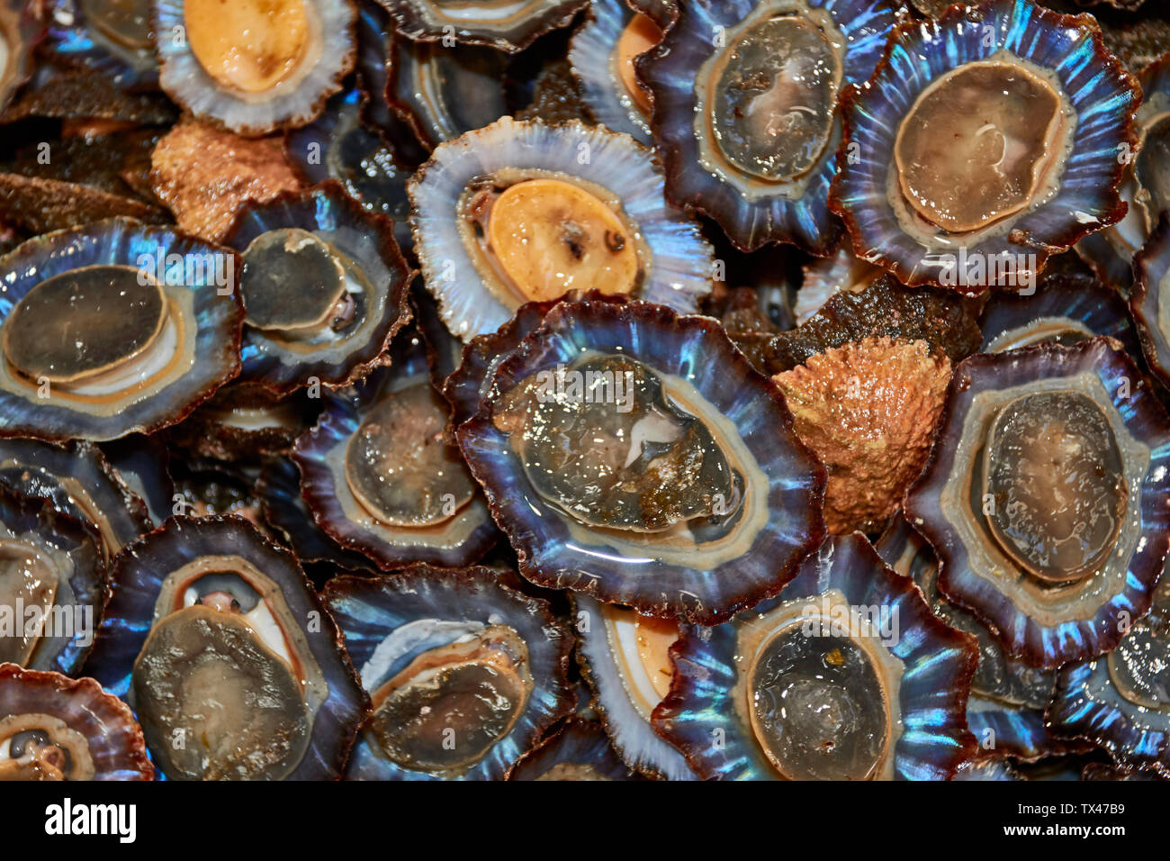 Abstract of common limpet in the farmers market, Funchal, Madeira ...