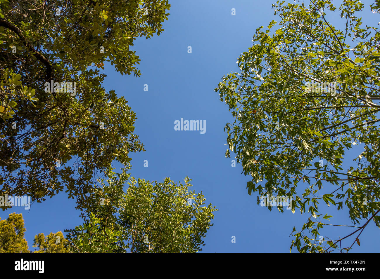 Canopy gap hi-res stock photography and images - Alamy
