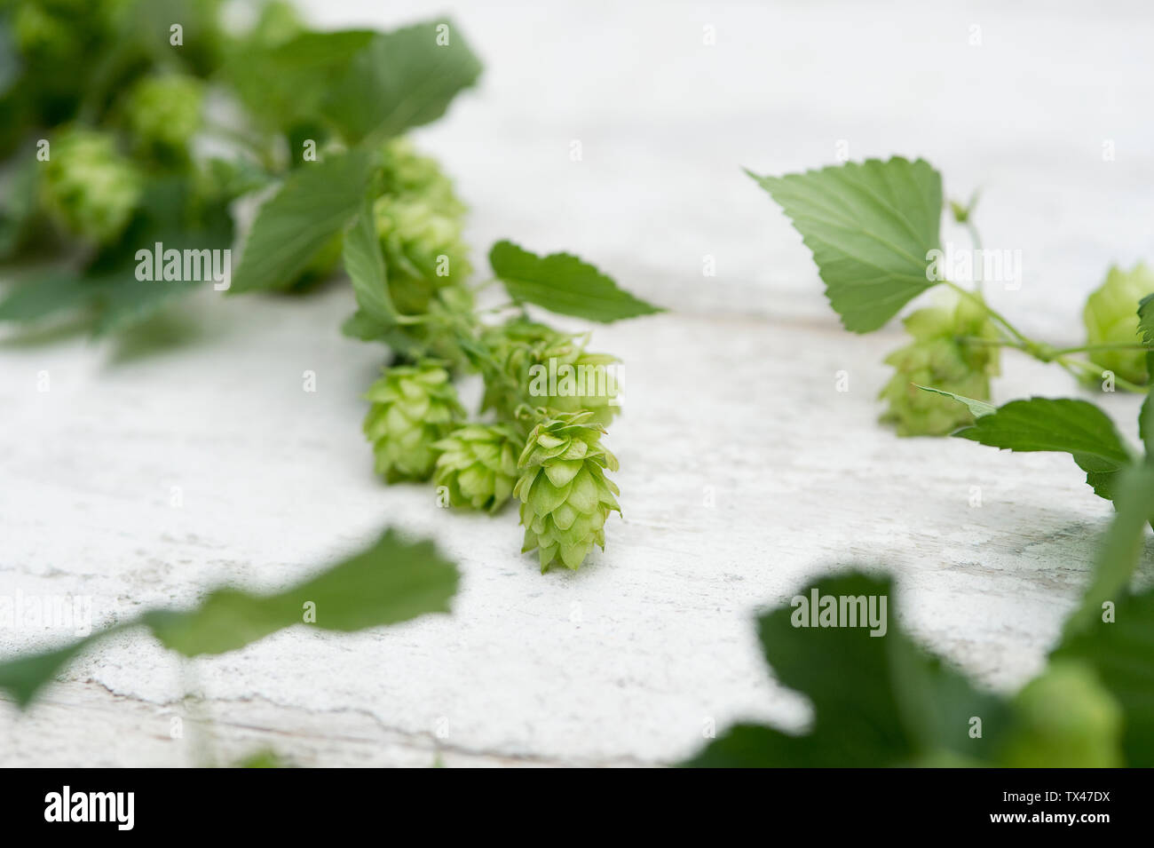 White tendrils hi-res stock photography and images - Alamy