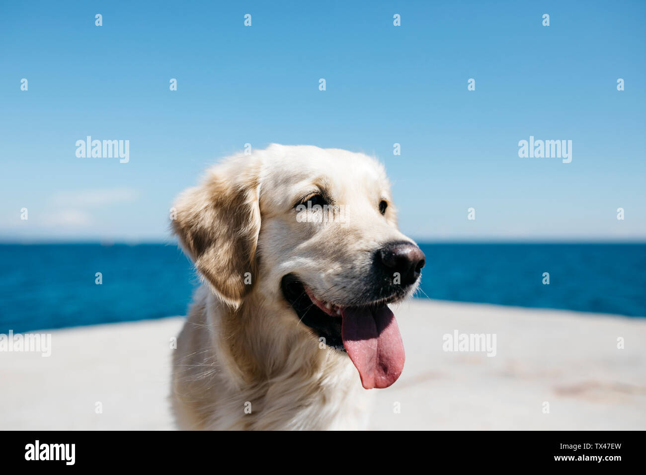 Labrador in the sea hi-res stock photography and images - Alamy