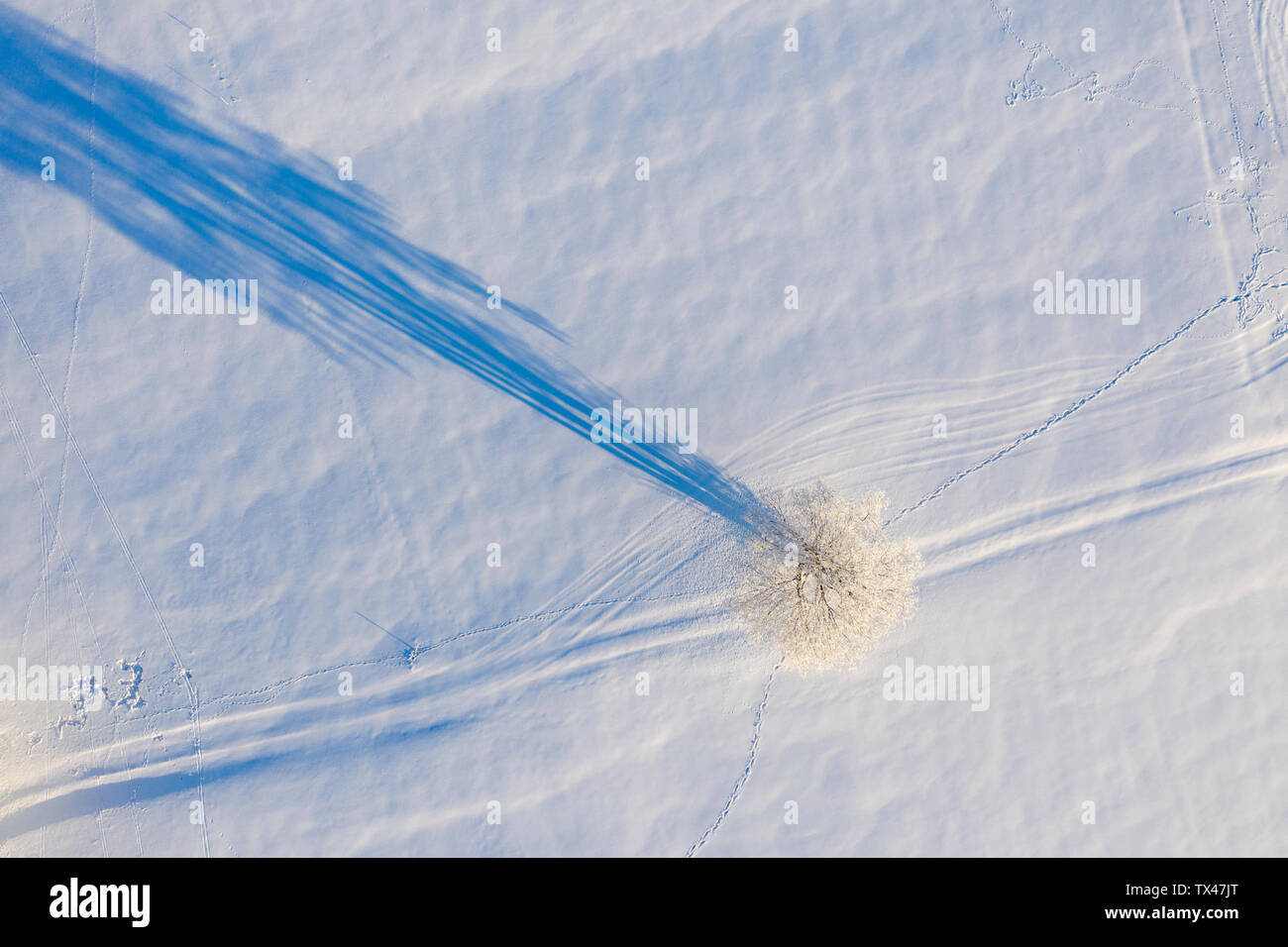Tree of munsing hi-res stock photography and images - Alamy