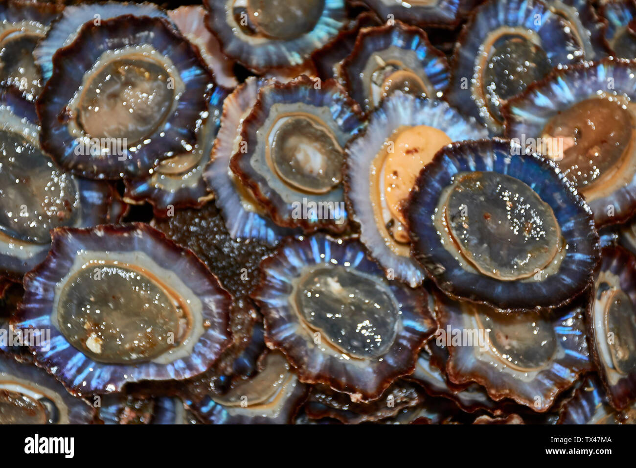 Abstract of common limpet in the farmers market, Funchal, Madeira ...