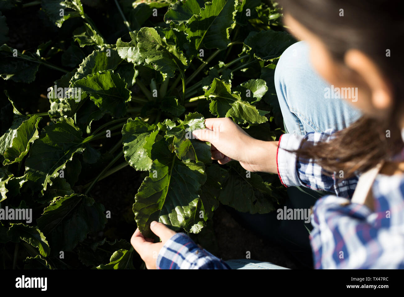 Checking plants hi-res stock photography and images - Alamy