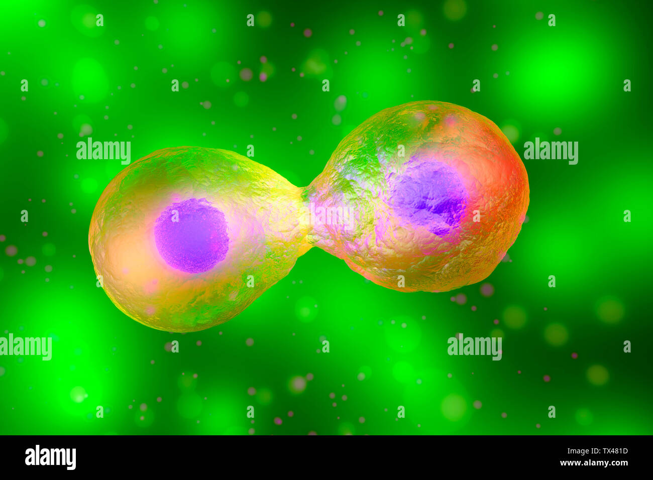 Mitosis cell division hi-res stock photography and images - Alamy