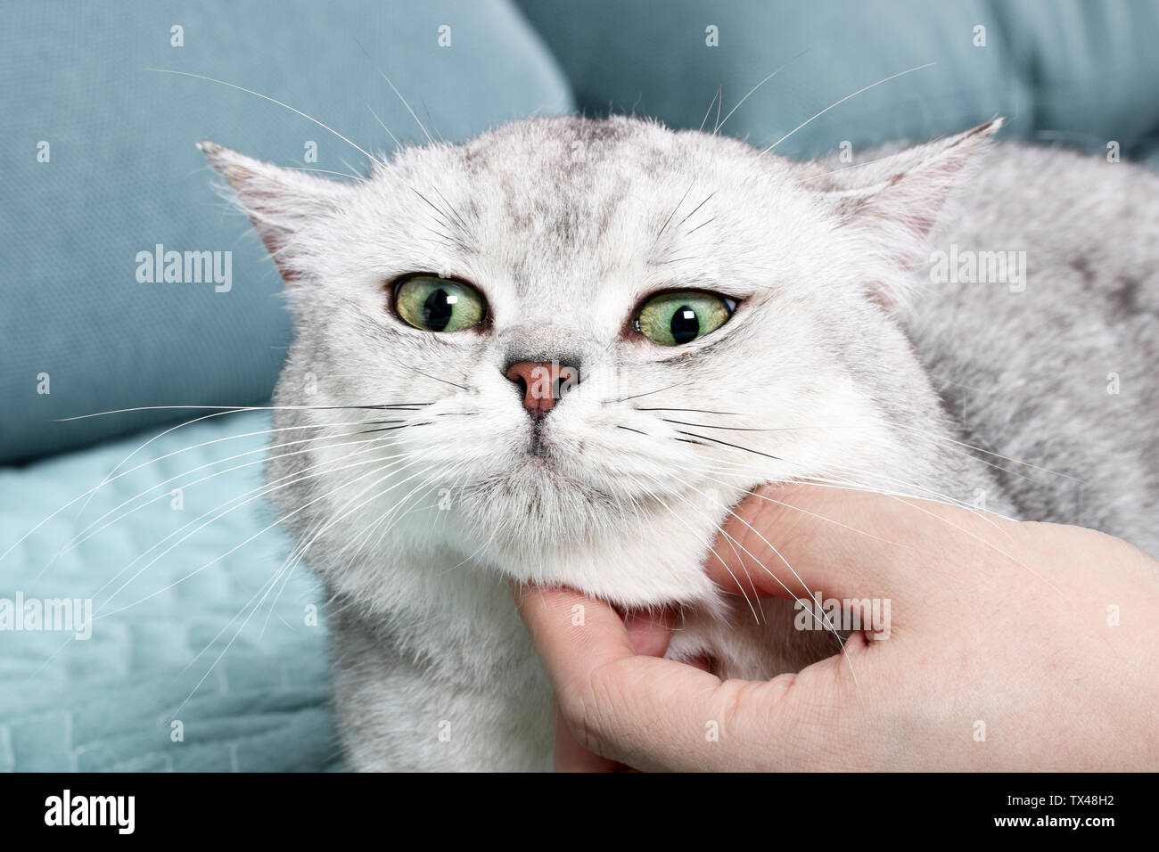 Cute short-haired cat Stock Photo - Alamy