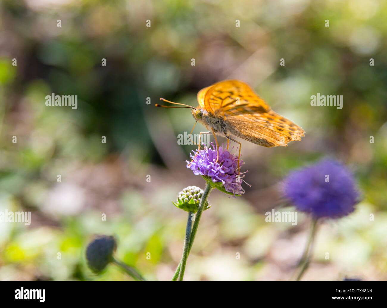 Emperor coat hi-res stock photography and images - Alamy