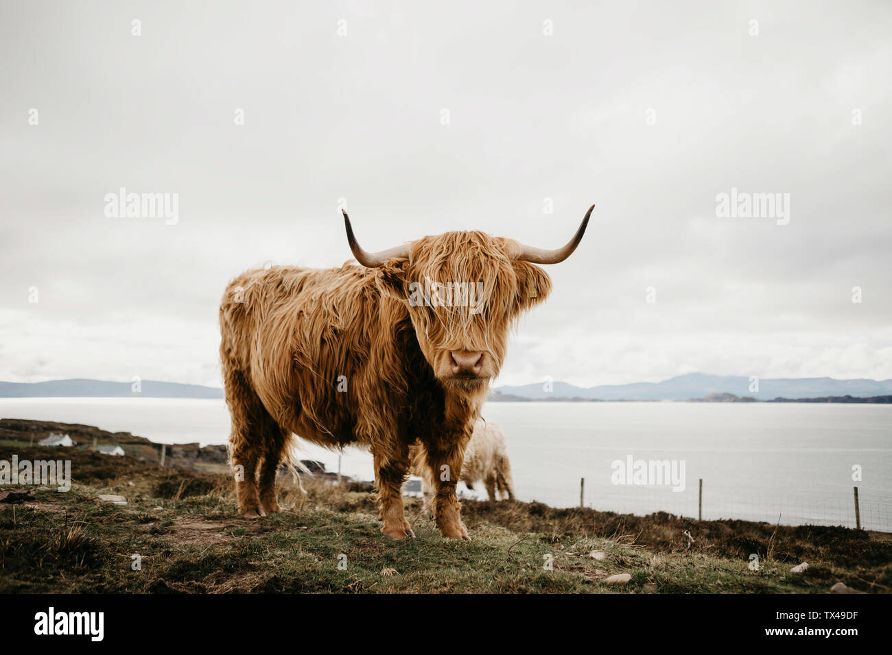 Longhorn uk hi-res stock photography and images - Alamy