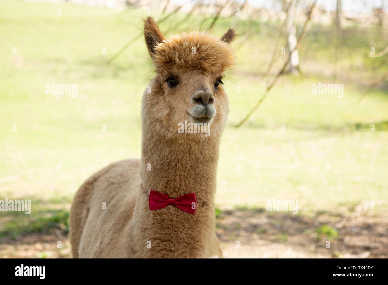 Tame alpaca hi-res stock photography and images - Alamy Tame alpaca hi-res stock photography and images - Alamy