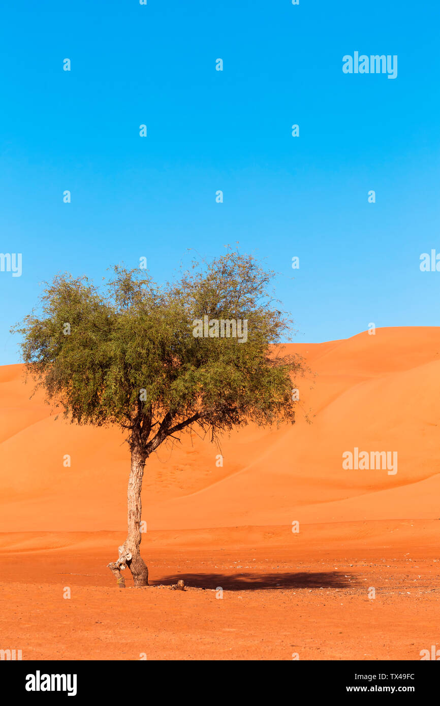 Oman tree hi-res stock photography and images - Alamy