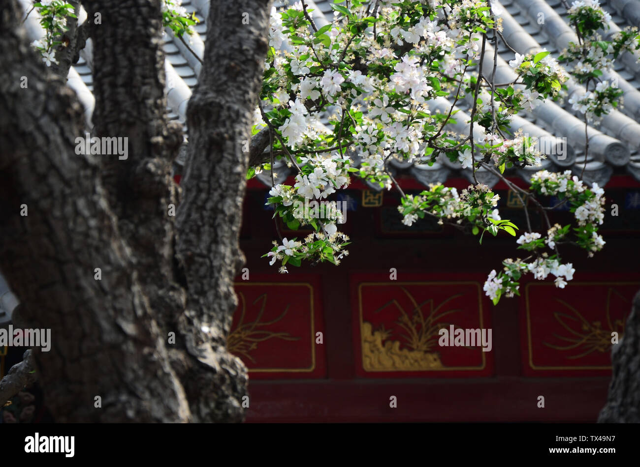 Spring in Jinan Stock Photo - Alamy