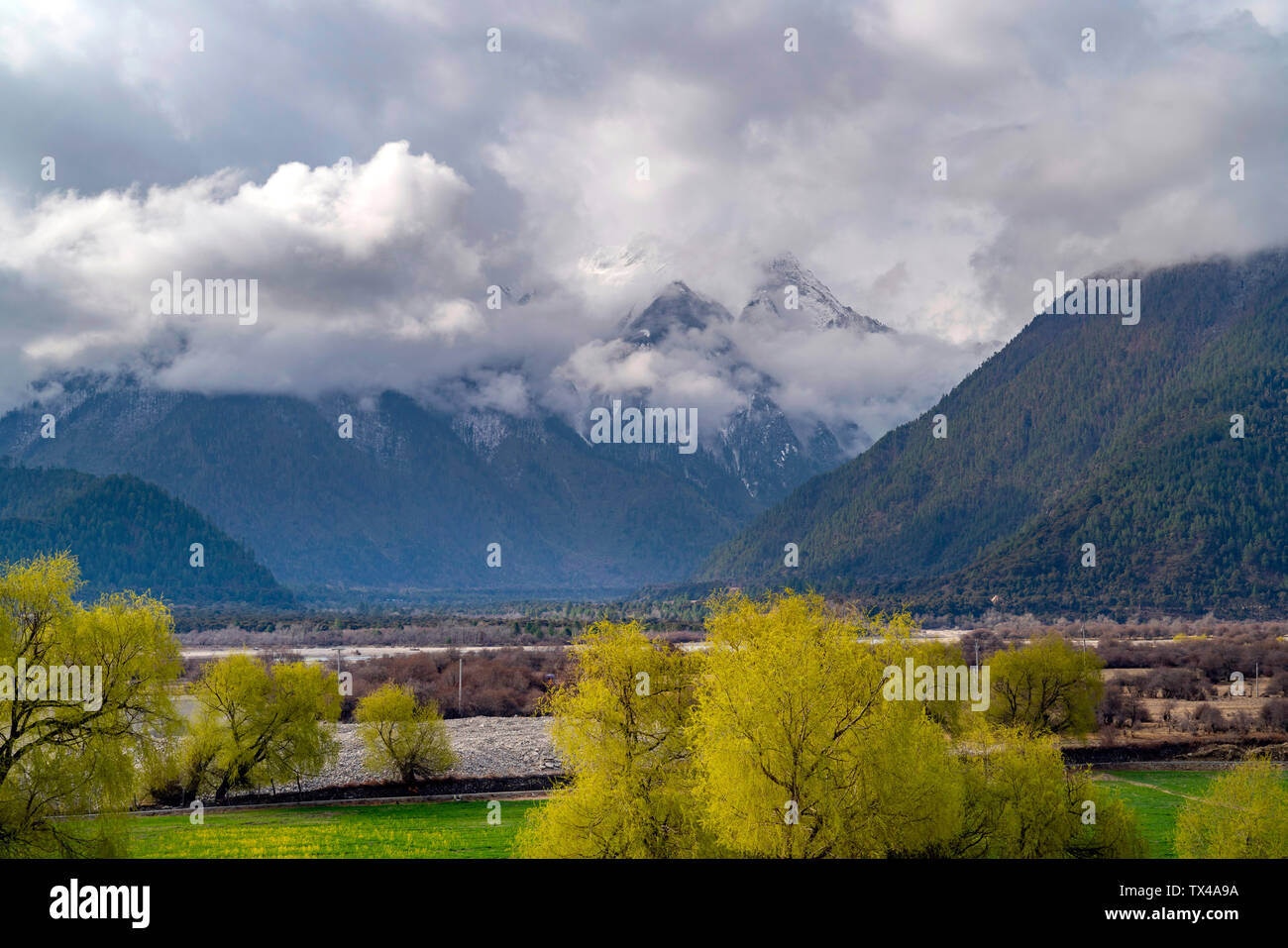 Lin zhi hi-res stock photography and images - Alamy